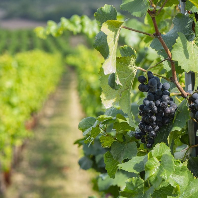 Dévolution successorale : règle, acte, héritage